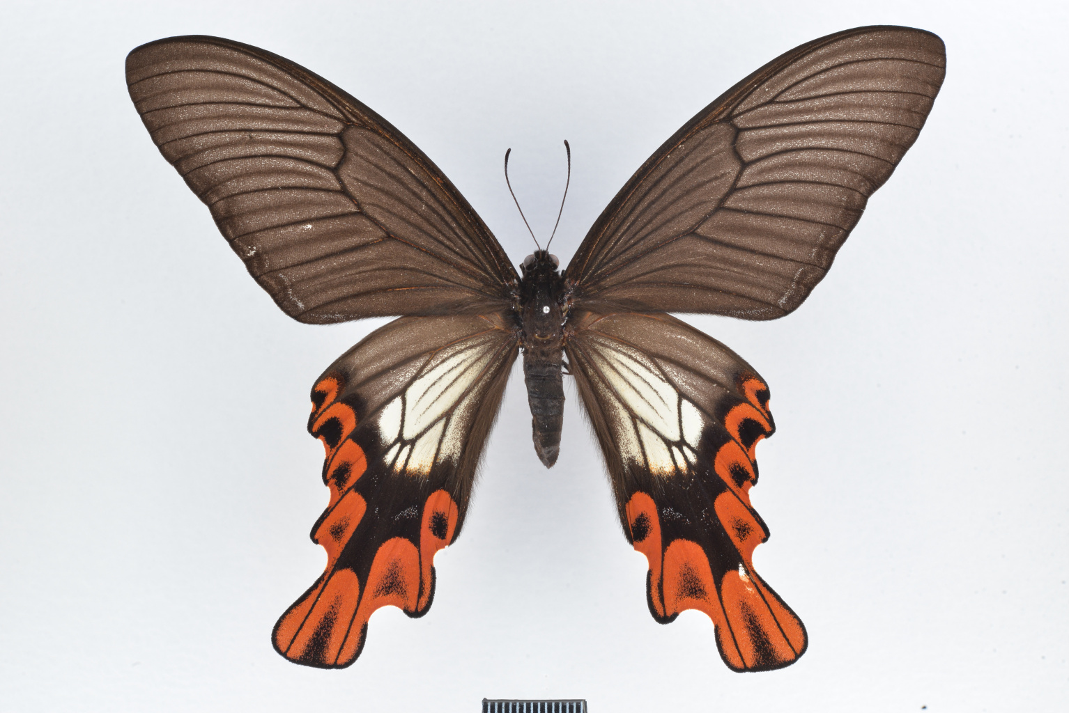 數位典藏平台 by 國立自然科學博物館