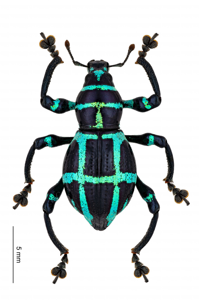 數位典藏平台 by 國立自然科學博物館