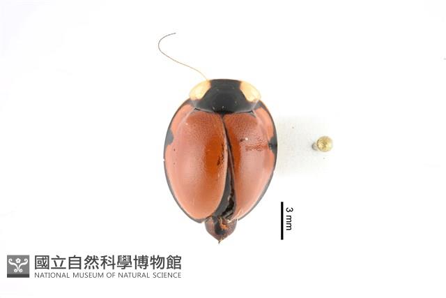 數位典藏平台 by 國立自然科學博物館