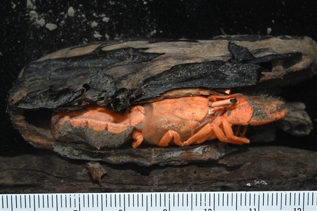 數位典藏平台 by 國立自然科學博物館