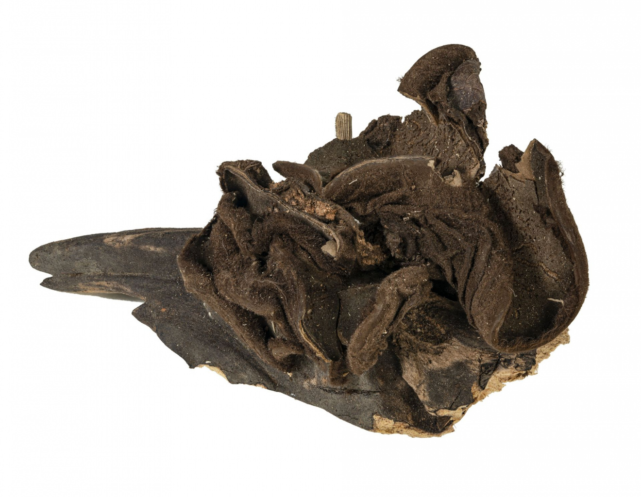 數位典藏平台 by 國立自然科學博物館