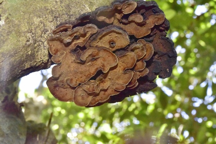 茜草科葉孔菌 Phylloporia rubiacearum :: 館藏故事 :: 數位典藏系統 Digital Collection System