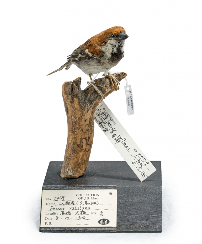 The Sudden Endangerment of the Russet Sparrow: A Rare Specimen :: 館藏故事 ...