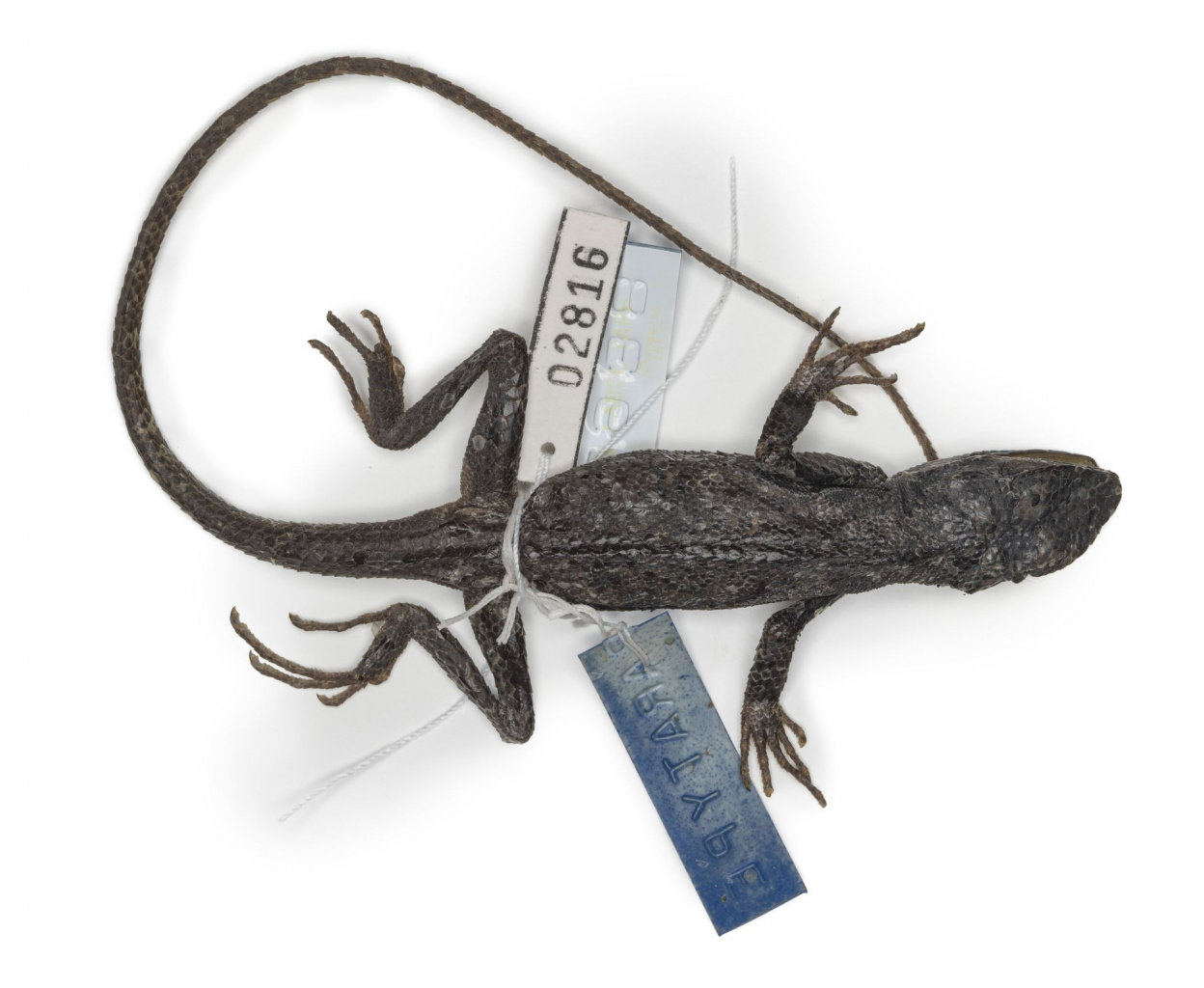 數位典藏平台 by 國立自然科學博物館